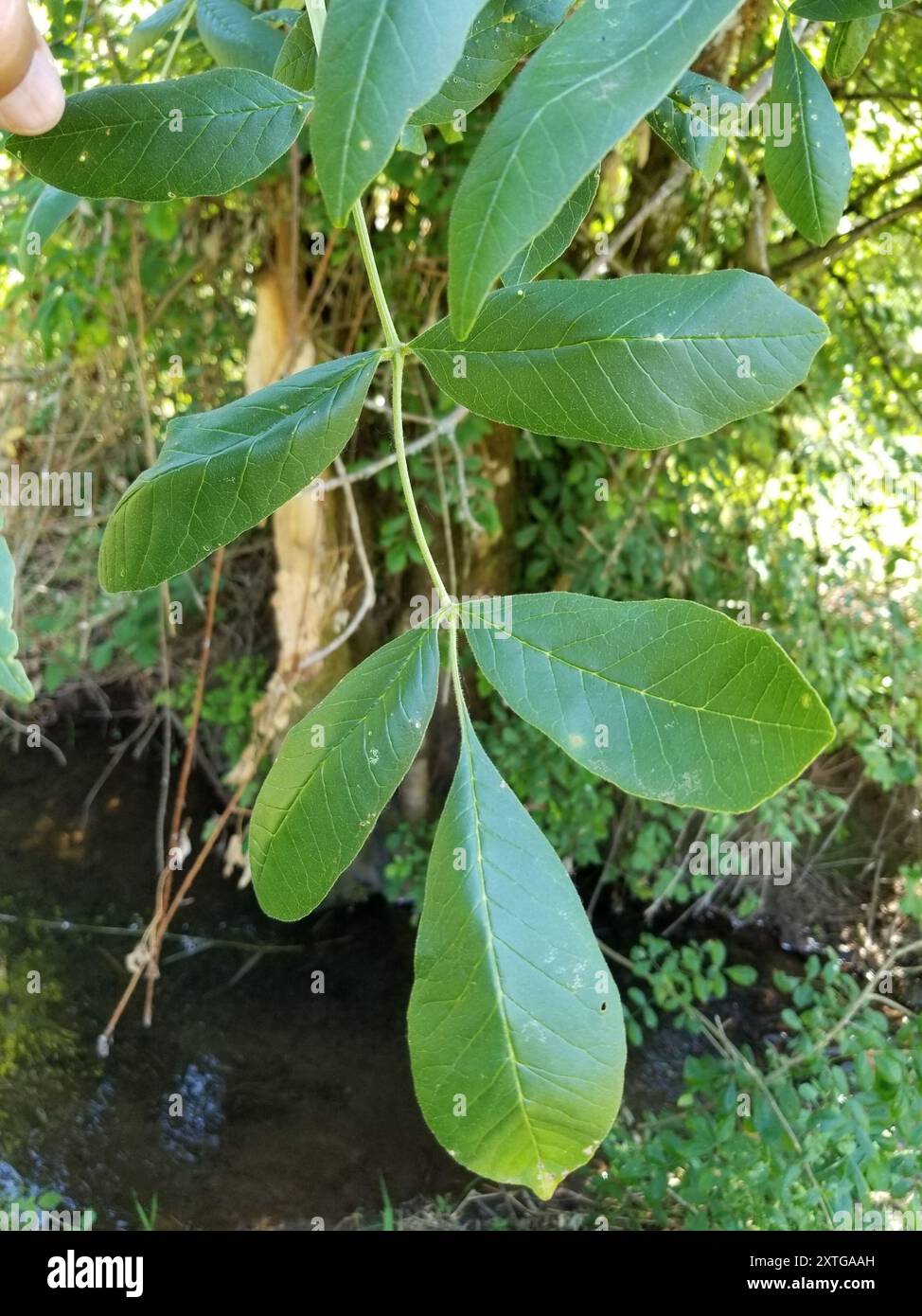Oregon Ash (Fraxinus latifolia) Plantae Stock Photo - Alamy