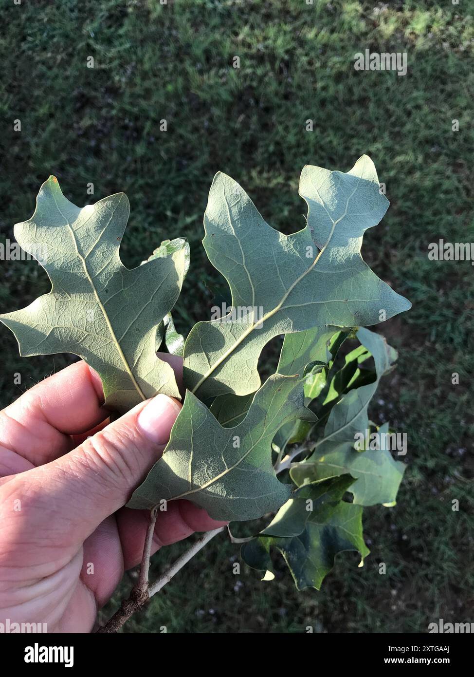post oak (Quercus stellata) Plantae Stock Photo - Alamy