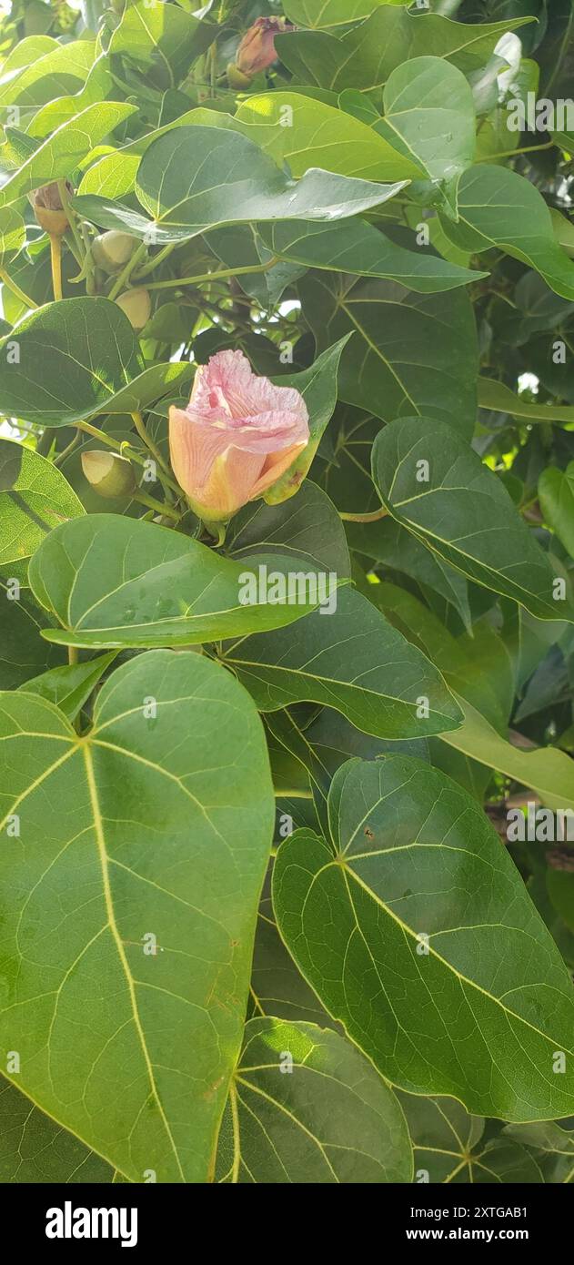 Portia tree (Thespesia populnea) Plantae Stock Photo - Alamy