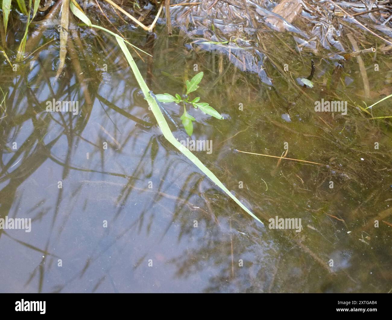 Fragile Forktail (Ischnura posita) Insecta Stock Photo - Alamy