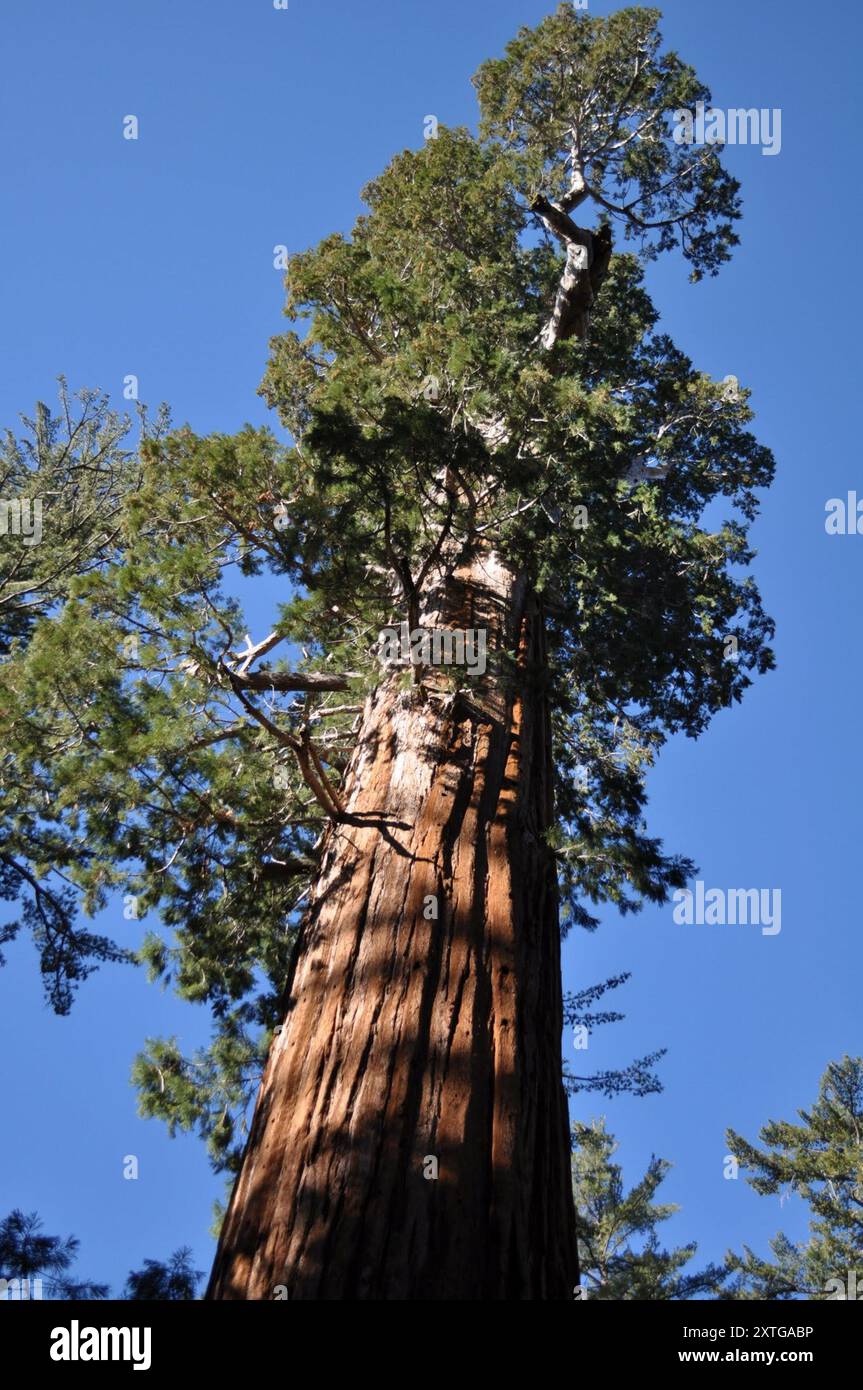 giant sequoia (Sequoiadendron giganteum) Plantae Stock Photo - Alamy