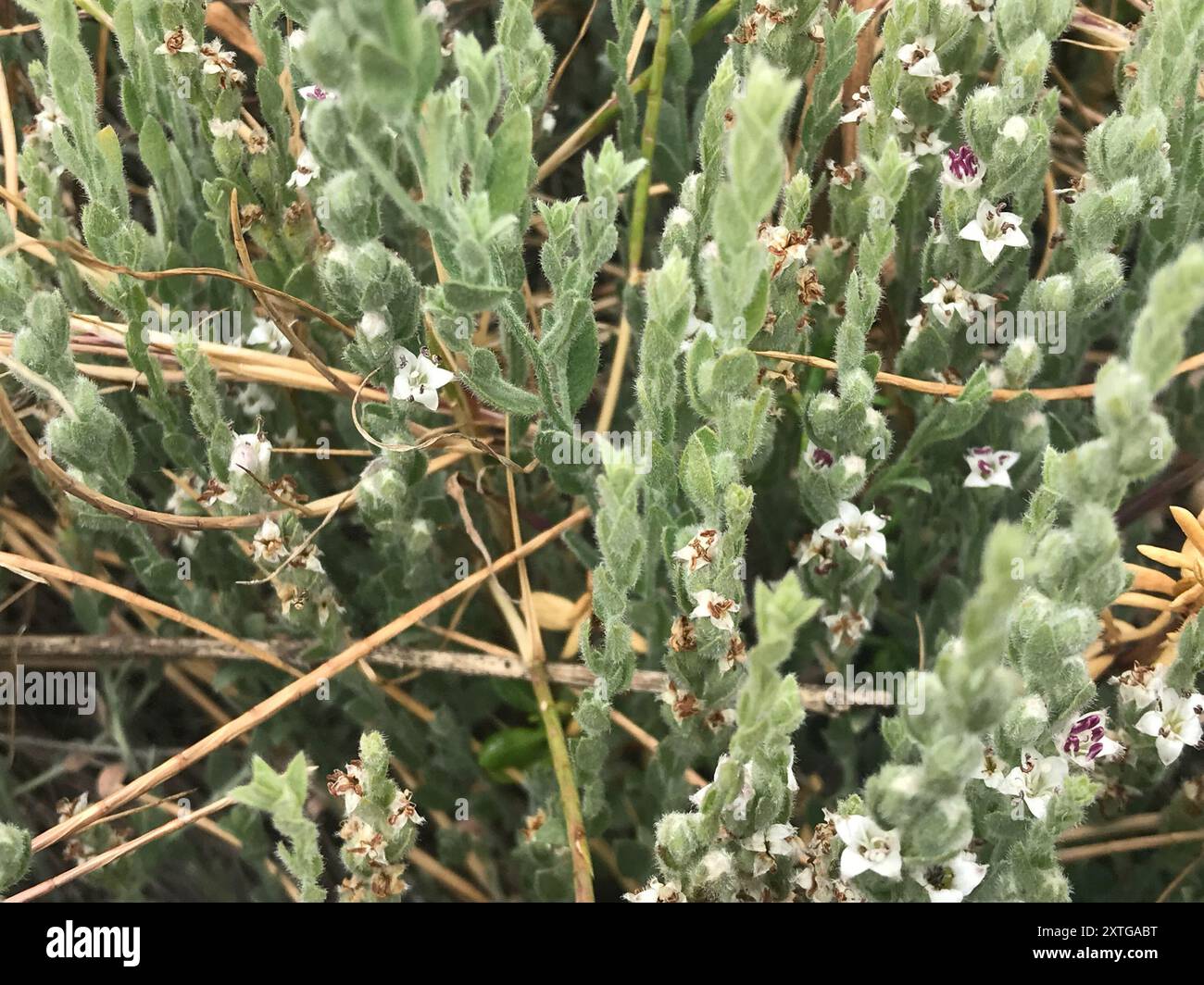 Alkali Weed (Cressa truxillensis) Plantae Stock Photo - Alamy