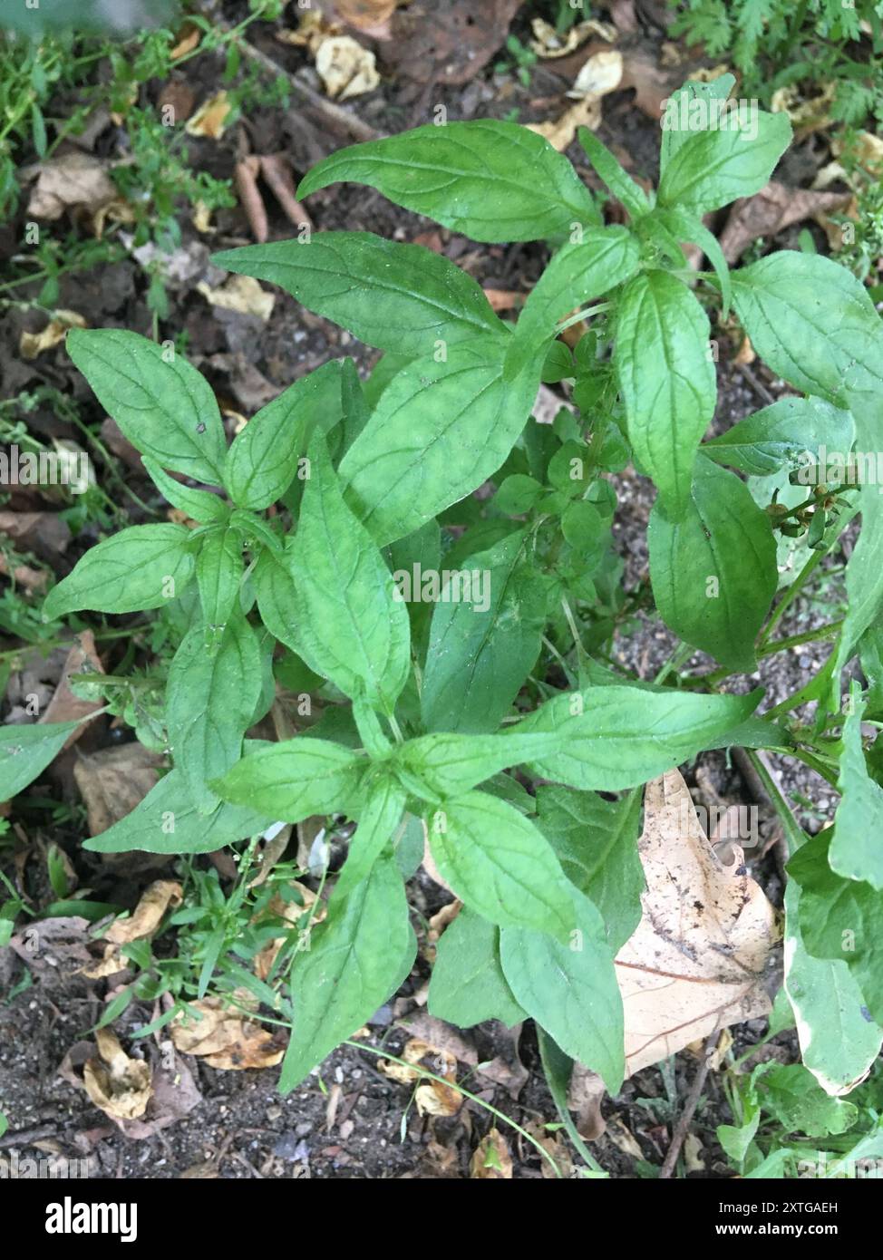 Pennsylvania pellitory (Parietaria pensylvanica) Plantae Stock Photo ...