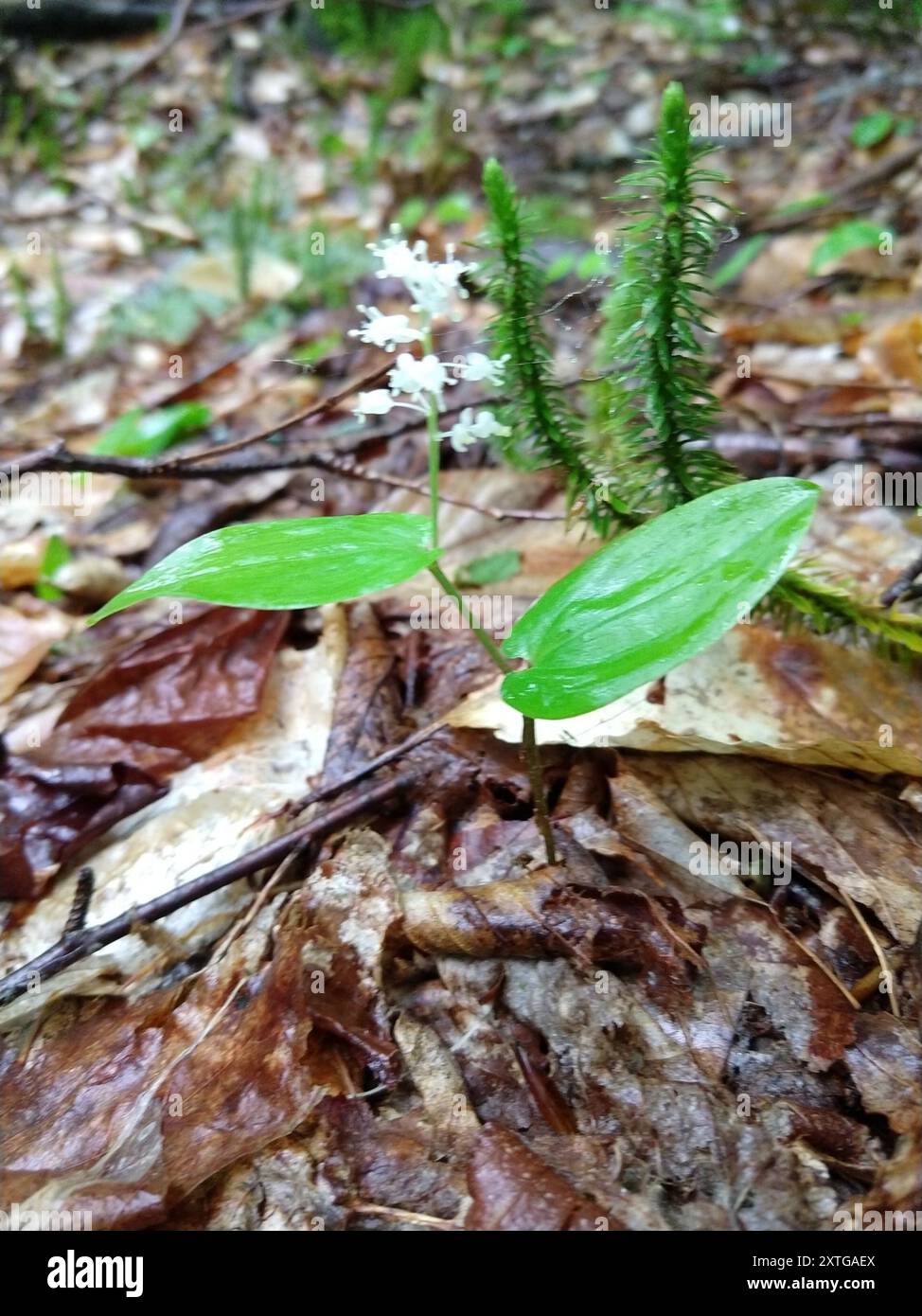 Canada mayflower (Maianthemum canadense) Plantae Stock Photo - Alamy