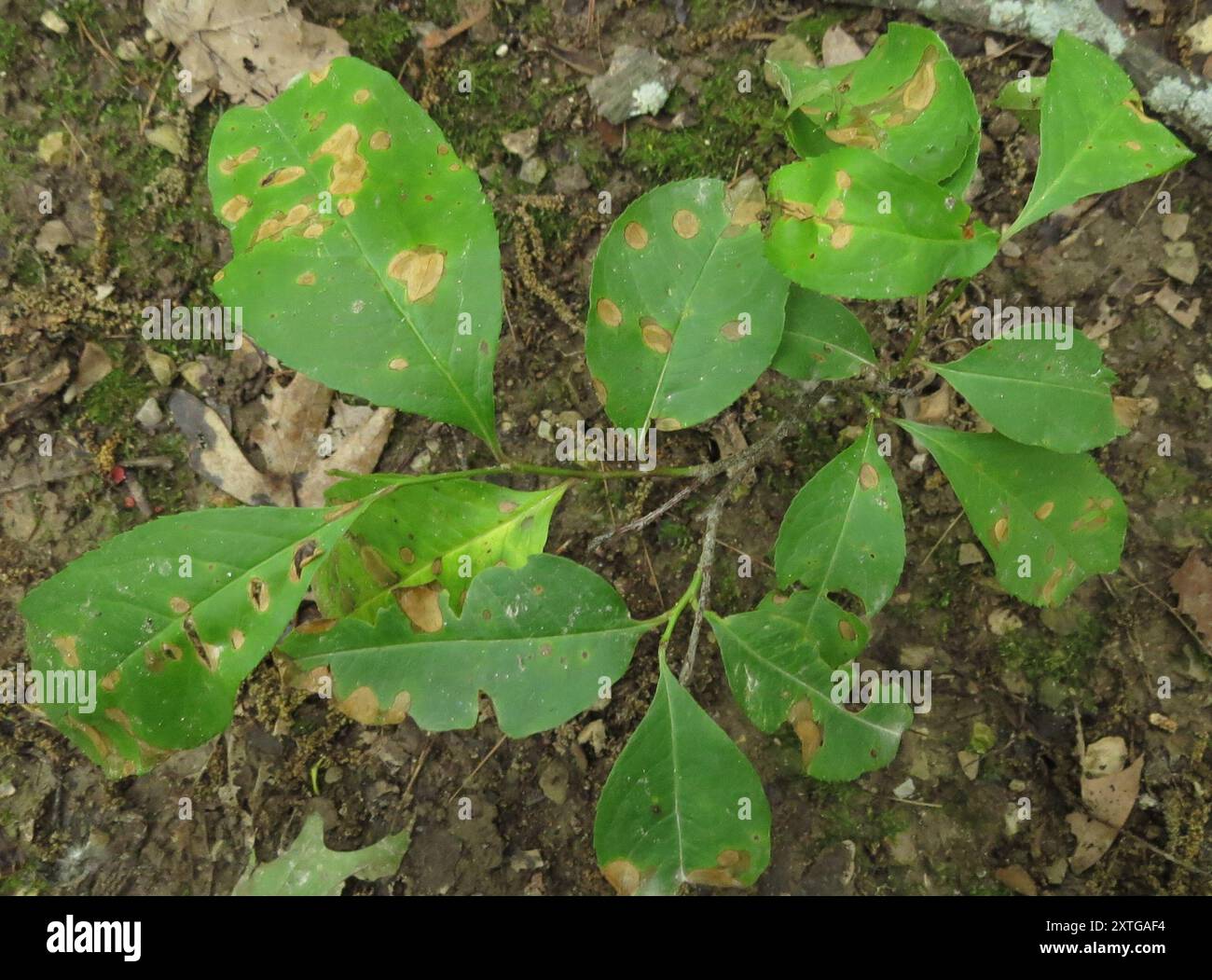 Quince leaf blight (Diplocarpon mespili) Fungi Stock Photo - Alamy