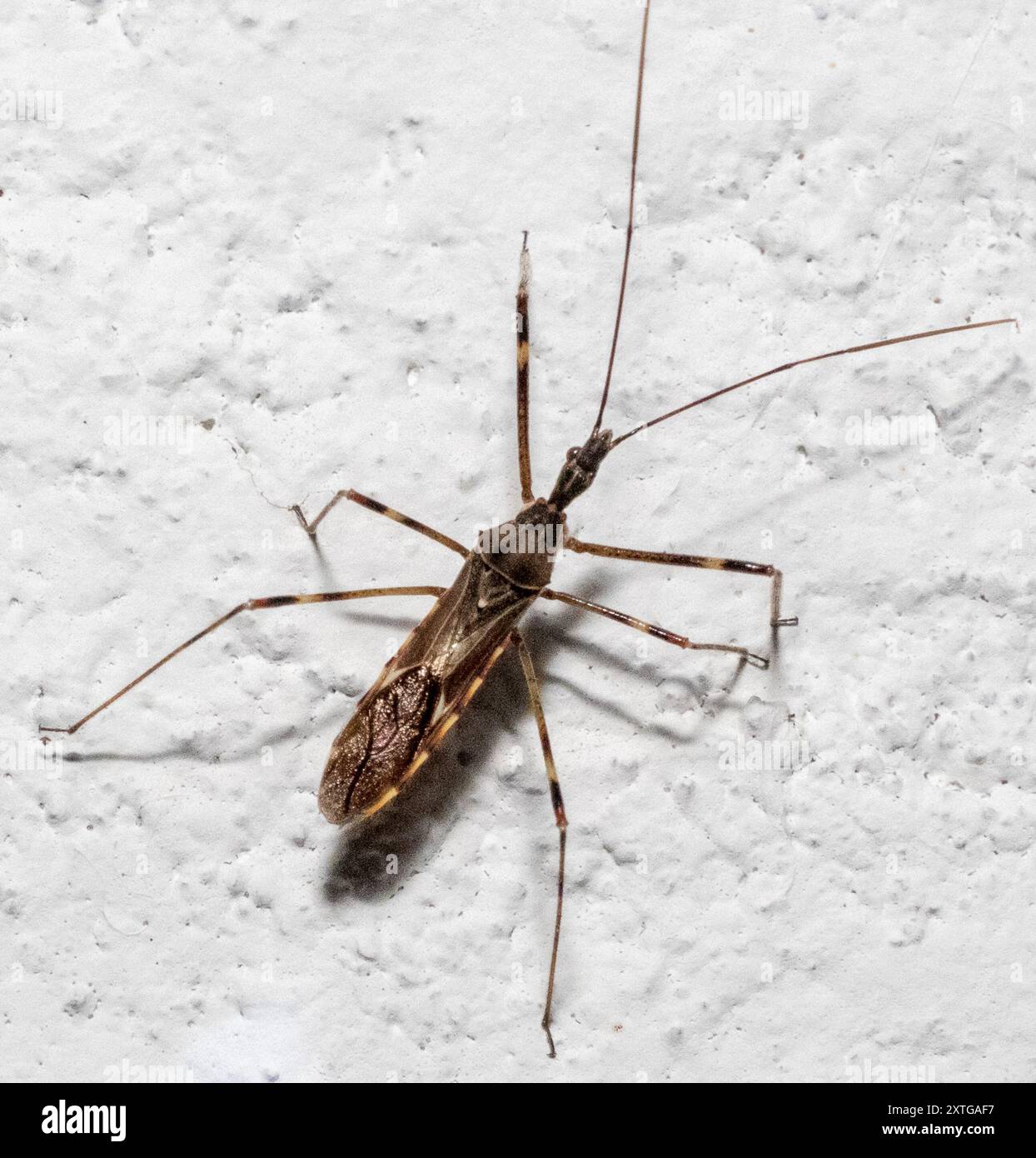 Four-spurred Assassin Bug (Zelus tetracanthus) Insecta Stock Photo - Alamy