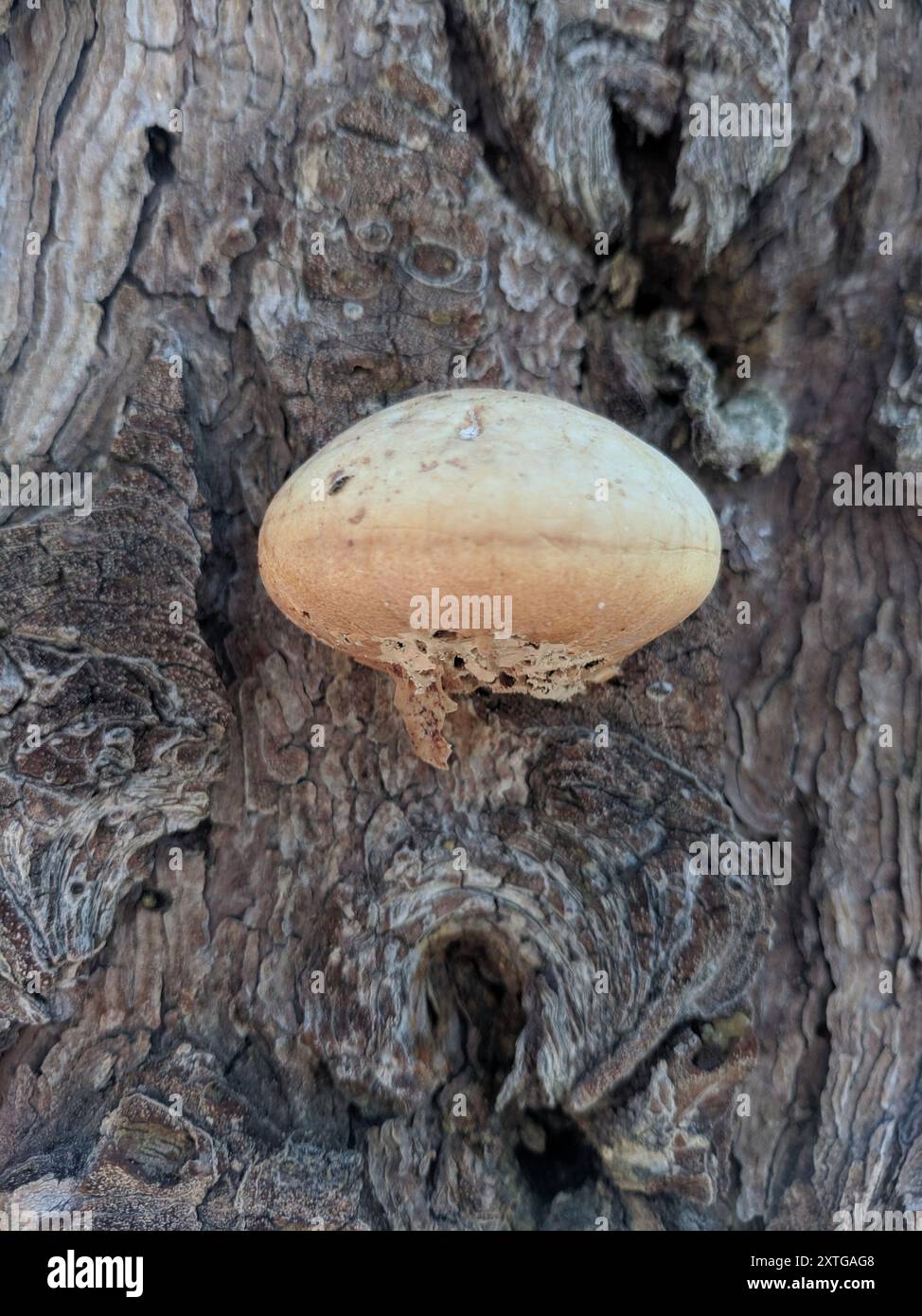 Veiled Polypore (Cryptoporus volvatus) Fungi Stock Photo - Alamy
