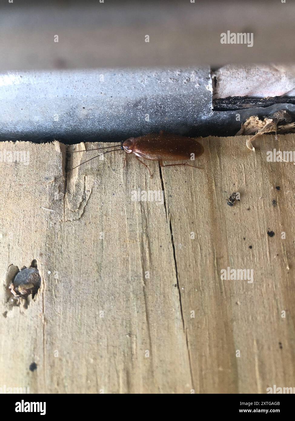 Cockroaches and Termites (Blattodea) Insecta Stock Photo - Alamy