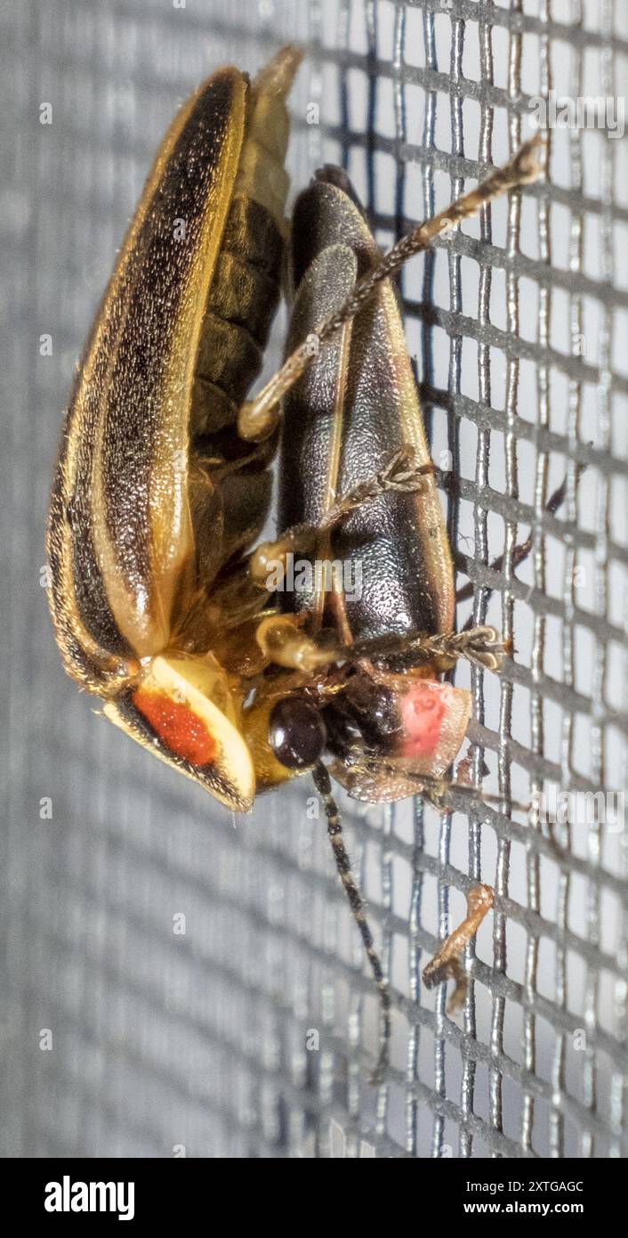 Common Eastern Firefly (Photinus pyralis) Insecta Stock Photo - Alamy