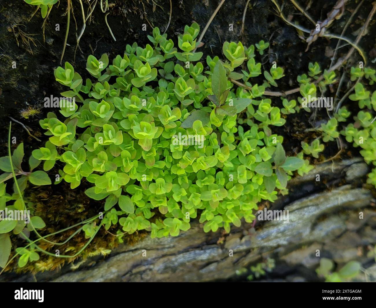 vascular plants (Tracheophyta) Plantae Stock Photo - Alamy