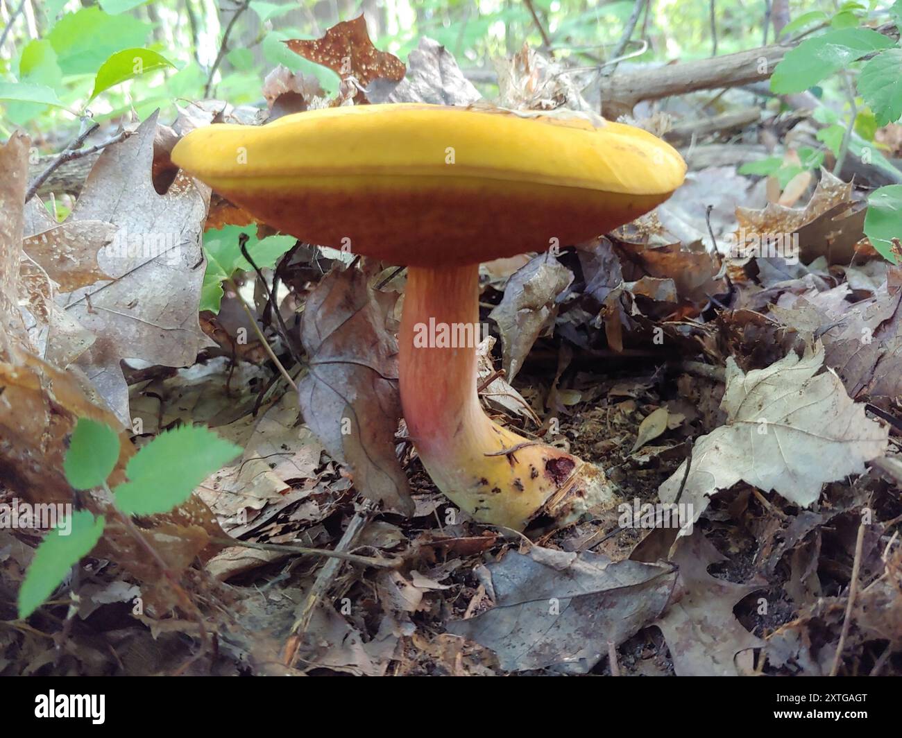 Red-mouth Bolete (Neoboletus subvelutipes) Fungi Stock Photo - Alamy