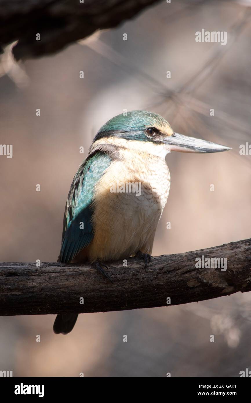the scared kingfisher has a turquoise back, turquoise blue rump and ...