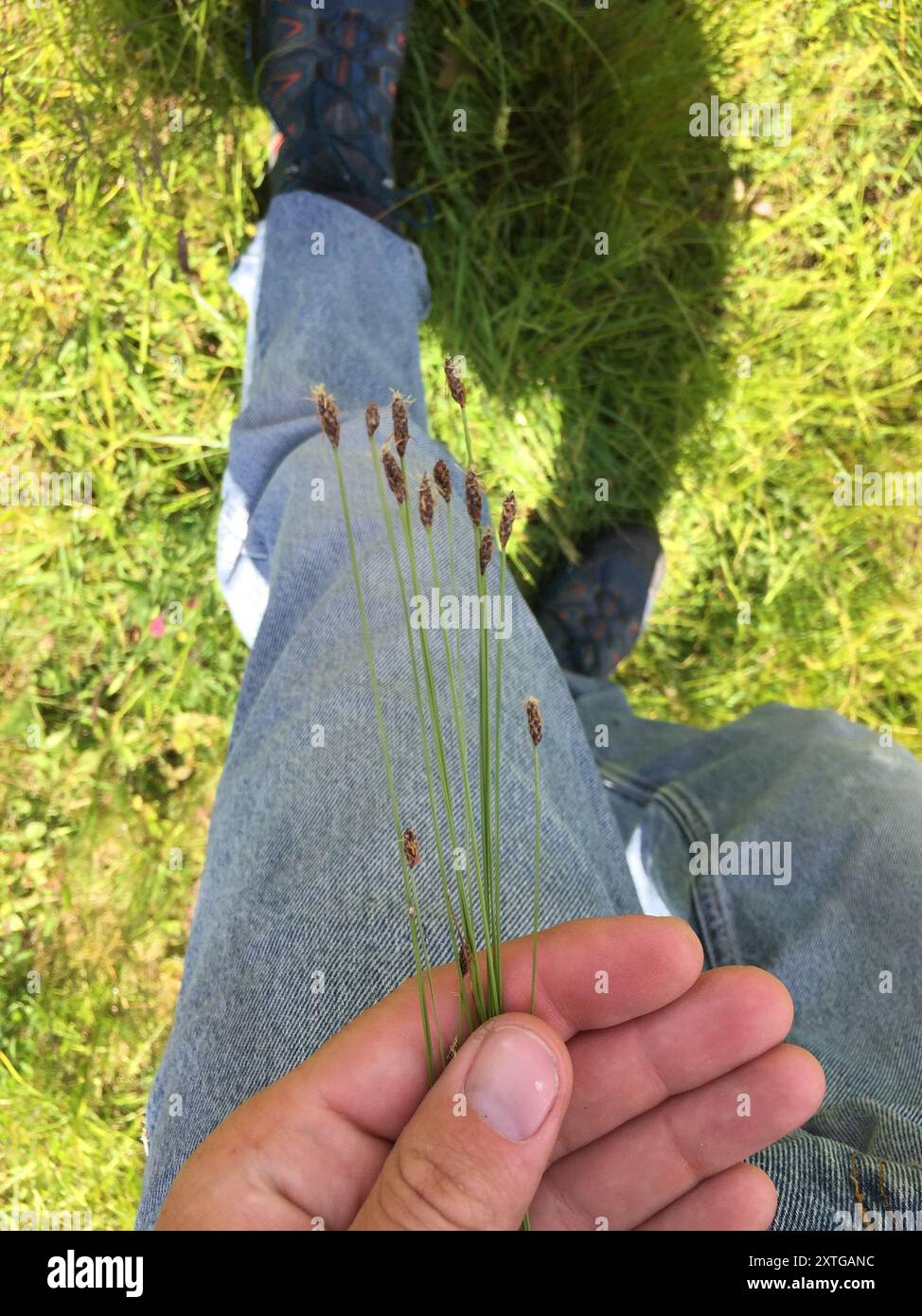Common Spike-rush (Eleocharis palustris) Plantae Stock Photo - Alamy
