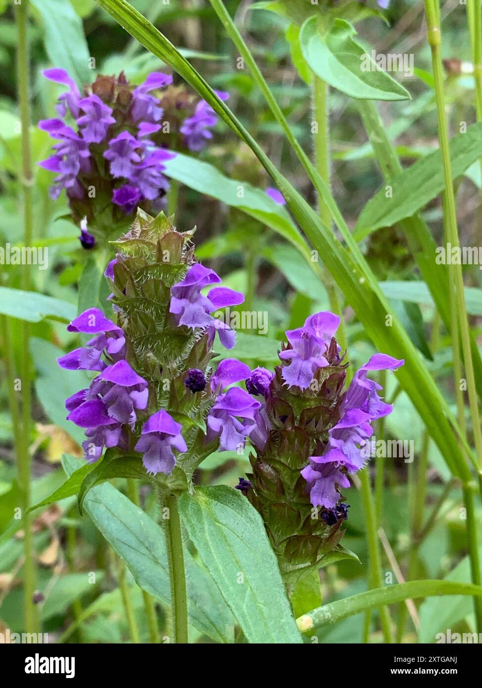 common selfheal (Prunella vulgaris) Plantae Stock Photo - Alamy