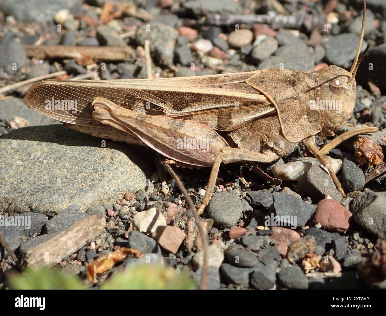 Coral-winged Grasshopper (Pardalophora apiculata) Insecta Stock Photo ...