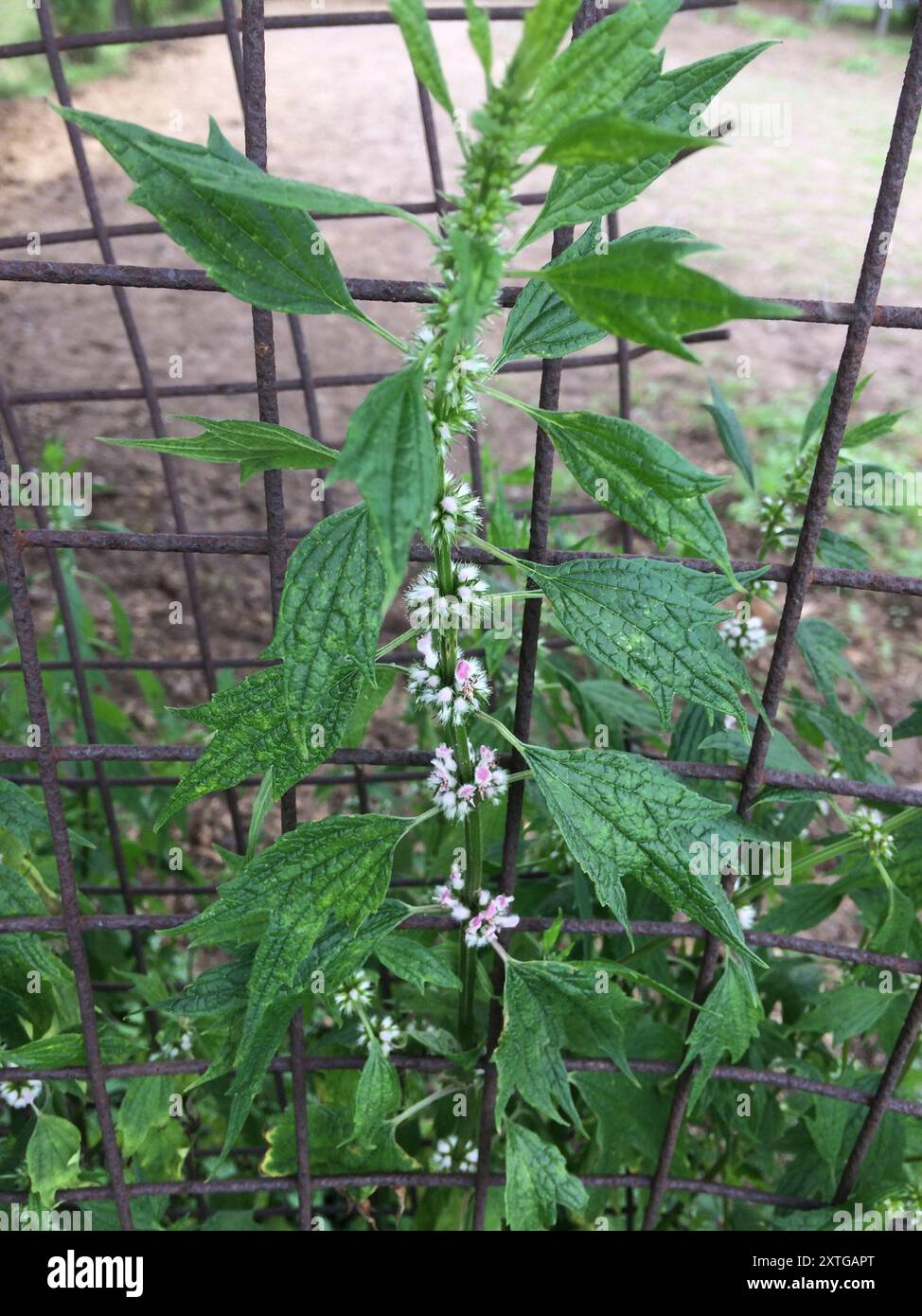 common motherwort (Leonurus cardiaca) Plantae Stock Photo - Alamy
