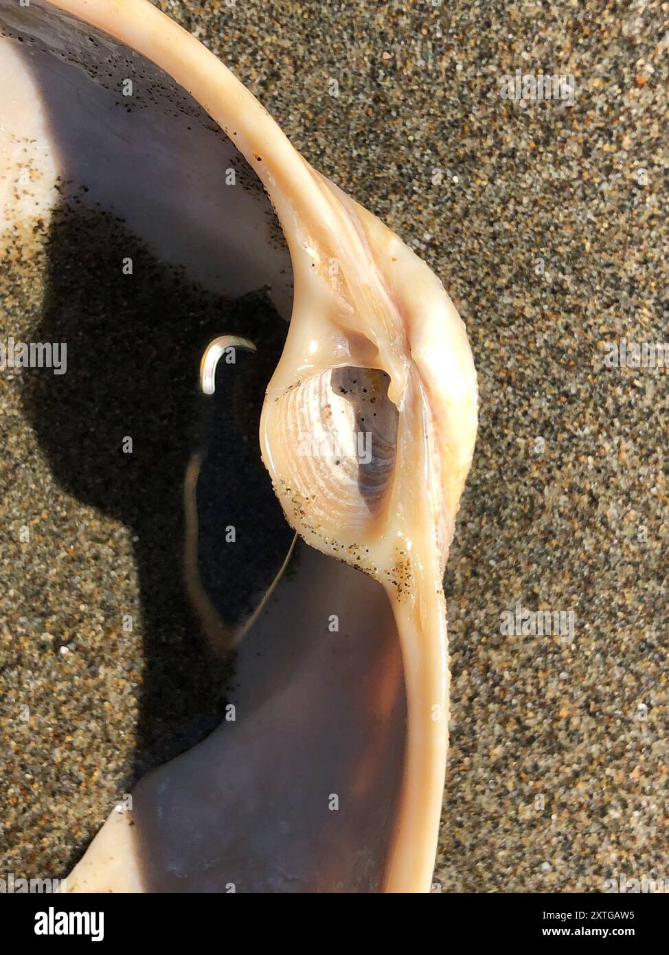 Trough Shells (Mactridae) Mollusca Stock Photo - Alamy