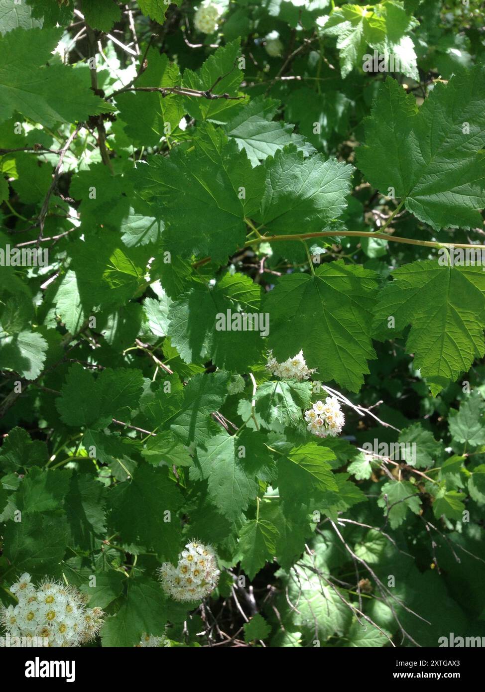 Pacific ninebark (Physocarpus capitatus) Plantae Stock Photo - Alamy
