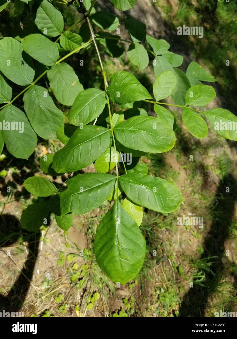 Oregon Ash (Fraxinus latifolia) Plantae Stock Photo - Alamy