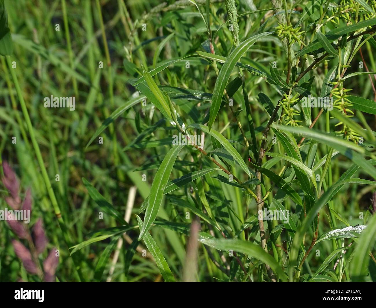 interior sandbar willow (Salix interior) Plantae Stock Photo - Alamy