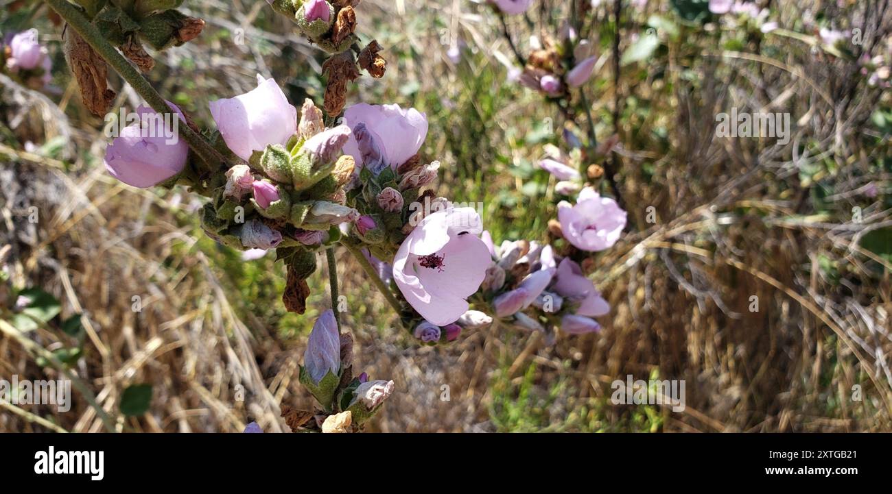 southern coastal bushmallow (Malacothamnus fasciculatus) Plantae Stock ...
