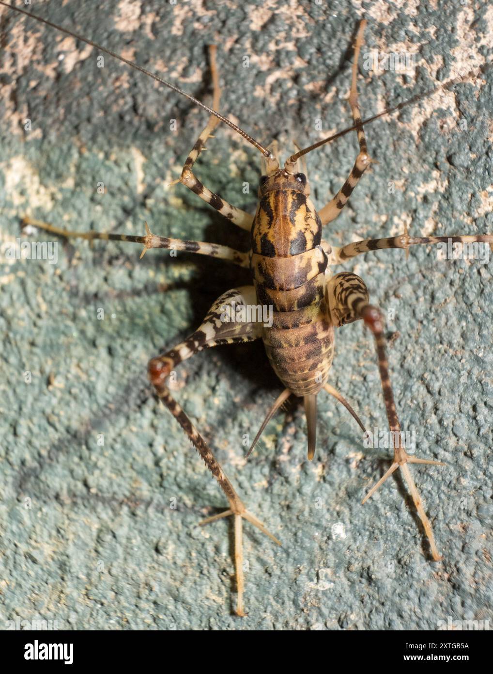 Japanese Camel Cricket (Diestrammena japanica) Insecta Stock Photo - Alamy