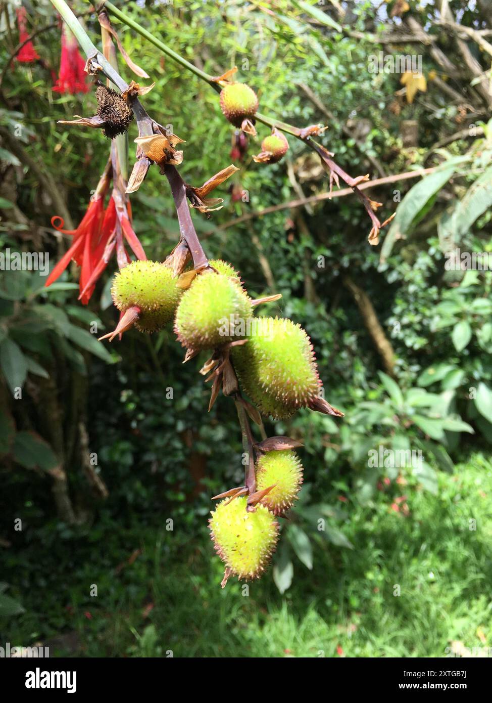 Indian shot (Canna indica) Plantae Stock Photo - Alamy