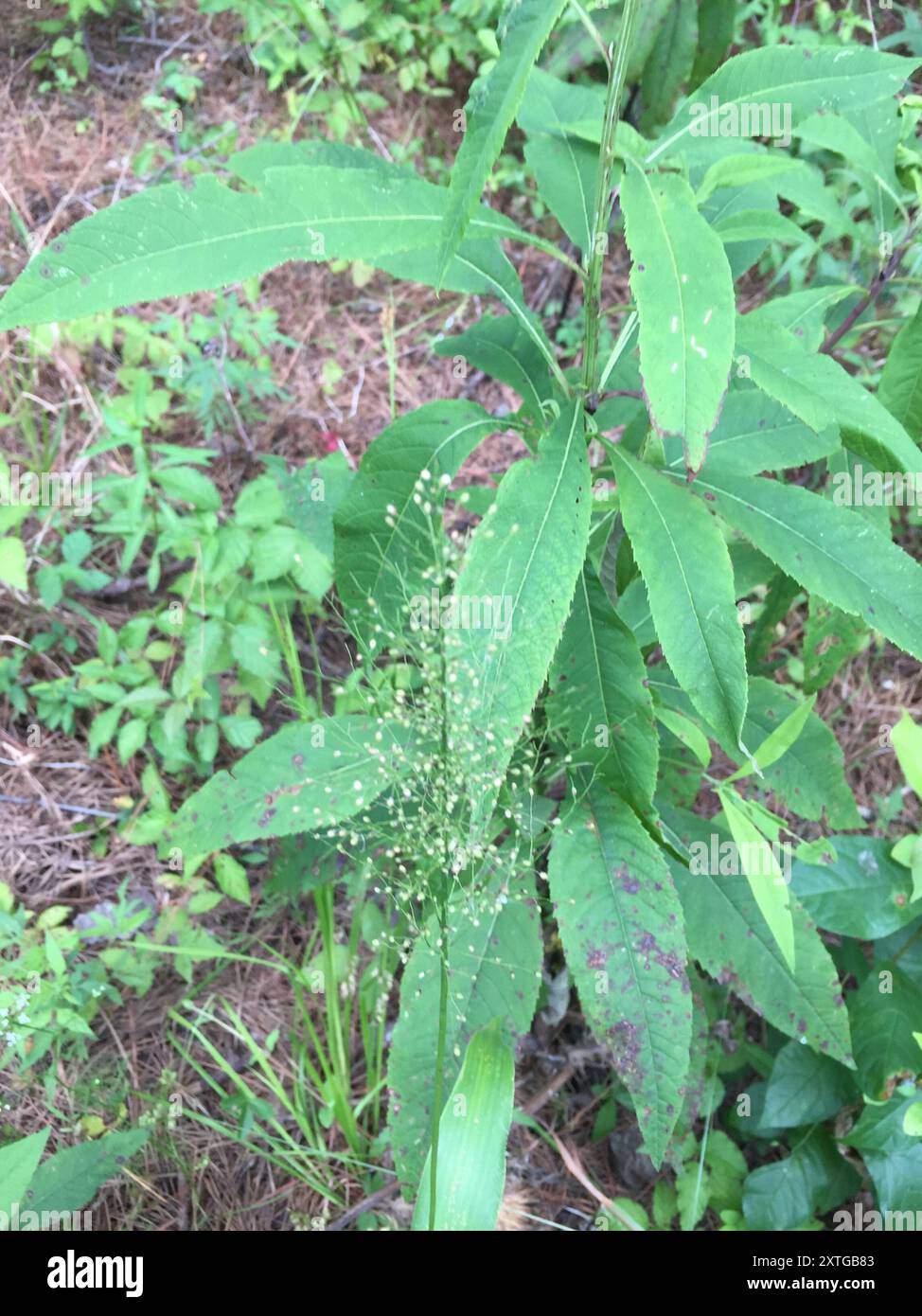 roundseed panicgrass (Dichanthelium polyanthes) Plantae Stock Photo - Alamy