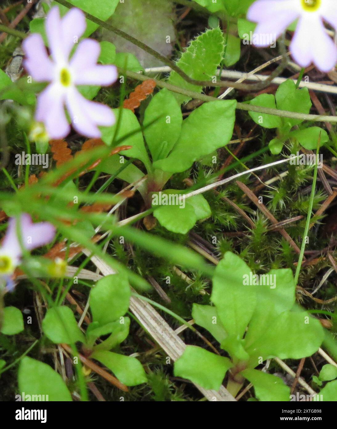 Mistassini Primrose (Primula mistassinica) Plantae Stock Photo - Alamy