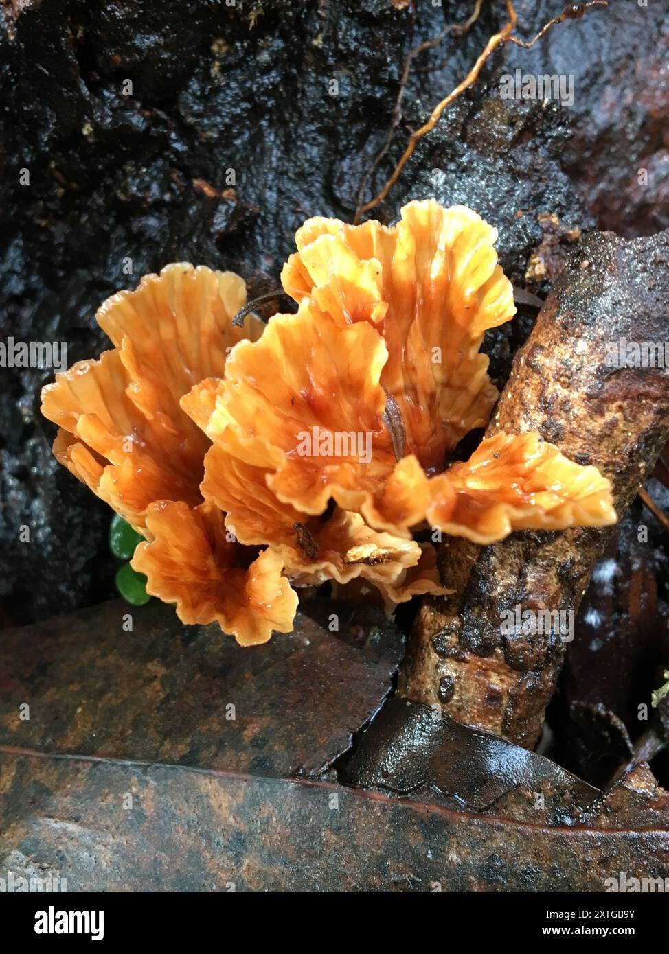 Podoscypha hi-res stock photography and images - Alamy
