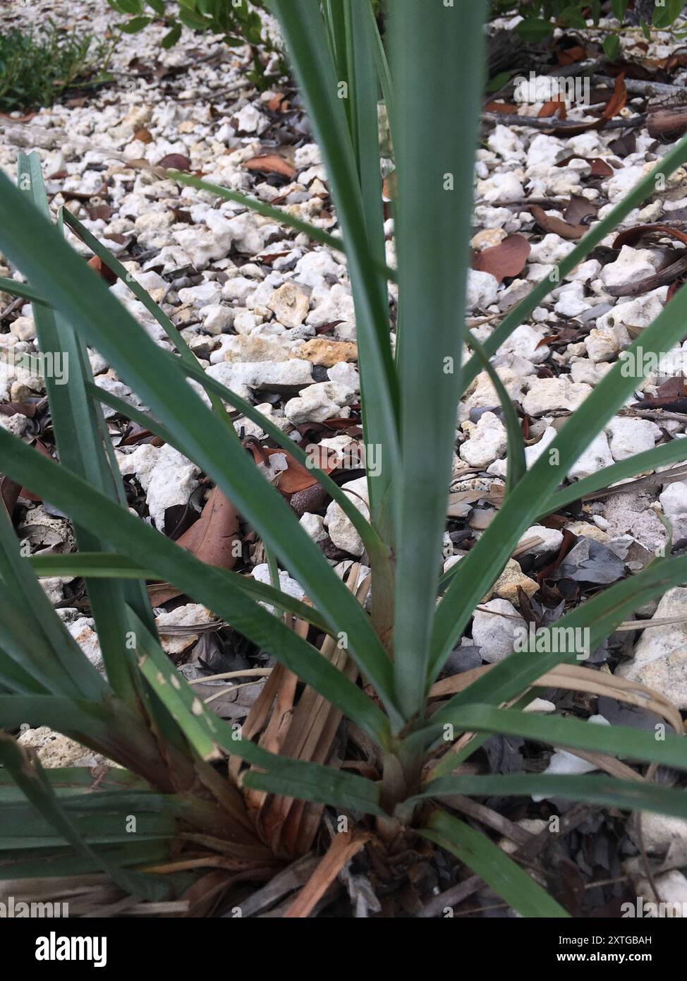 Swamp Flatsedge (Cyperus ligularis) Plantae Stock Photo - Alamy
