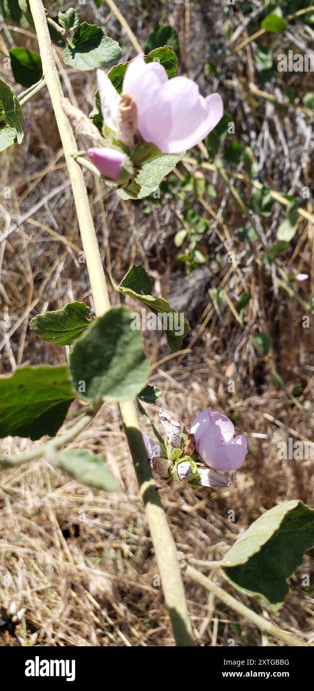 southern coastal bushmallow (Malacothamnus fasciculatus) Plantae Stock ...