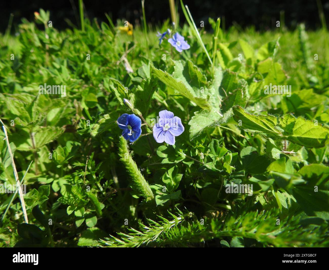 Germander Speedwell (Veronica chamaedrys) Plantae Stock Photo - Alamy