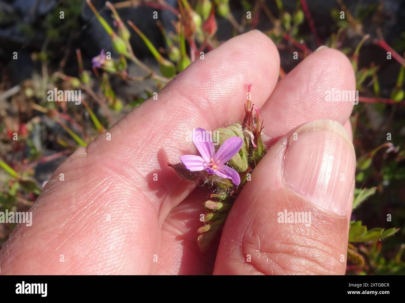 Little-Robin (Geranium purpureum) Plantae Stock Photo - Alamy