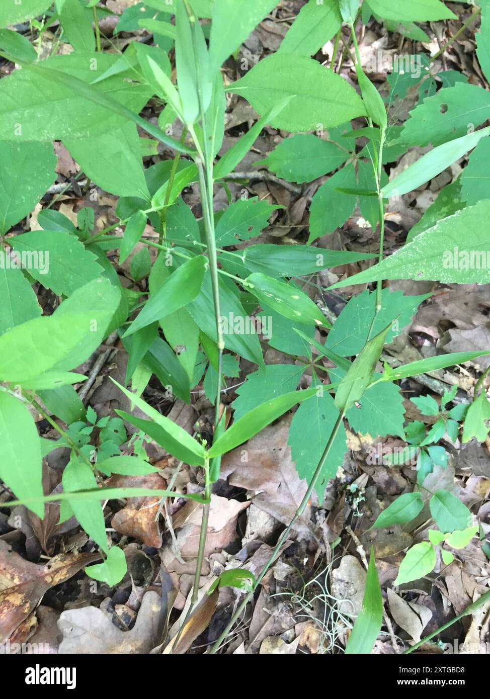 variable witchgrass (Dichanthelium commutatum) Plantae Stock Photo - Alamy