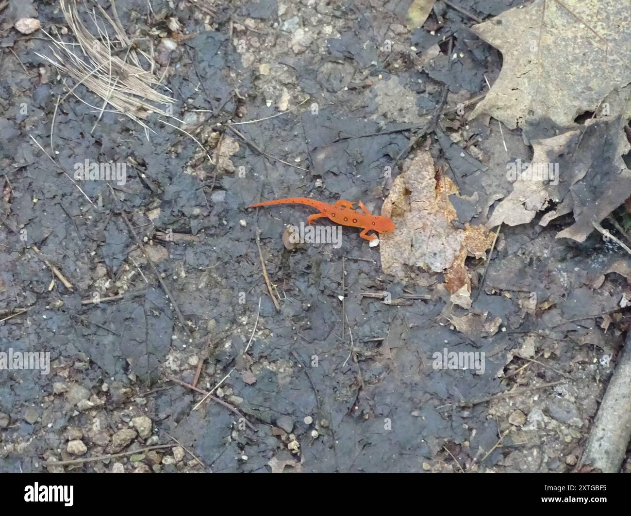 Eastern Newt (Notophthalmus viridescens) Amphibia Stock Photo - Alamy