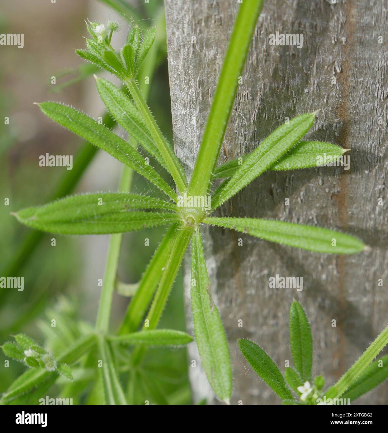 catchweed bedstraw (Galium aparine) Plantae Stock Photo - Alamy