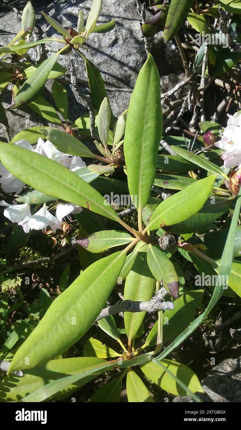 great rhododendron (Rhododendron maximum) Plantae Stock Photo - Alamy