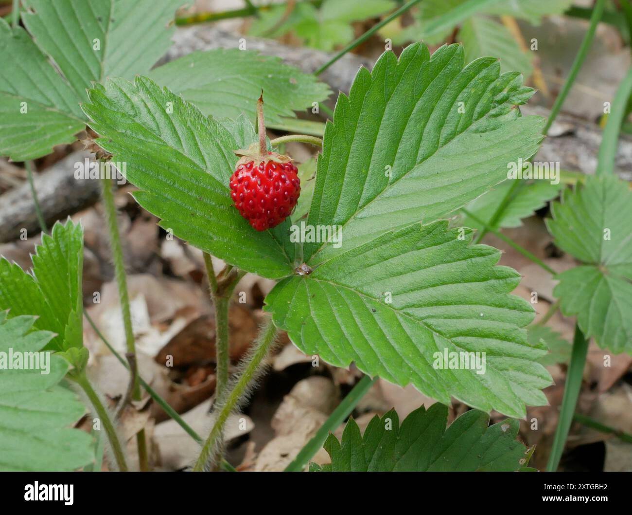 woodland strawberry (Fragaria vesca) Plantae Stock Photo - Alamy