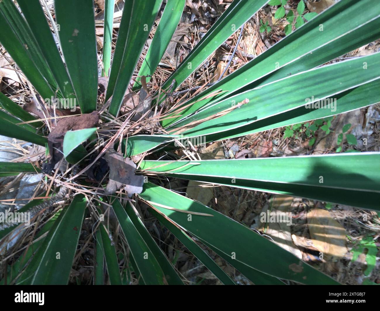 Weak-leaf Yucca (Yucca flaccida) Plantae Stock Photo - Alamy