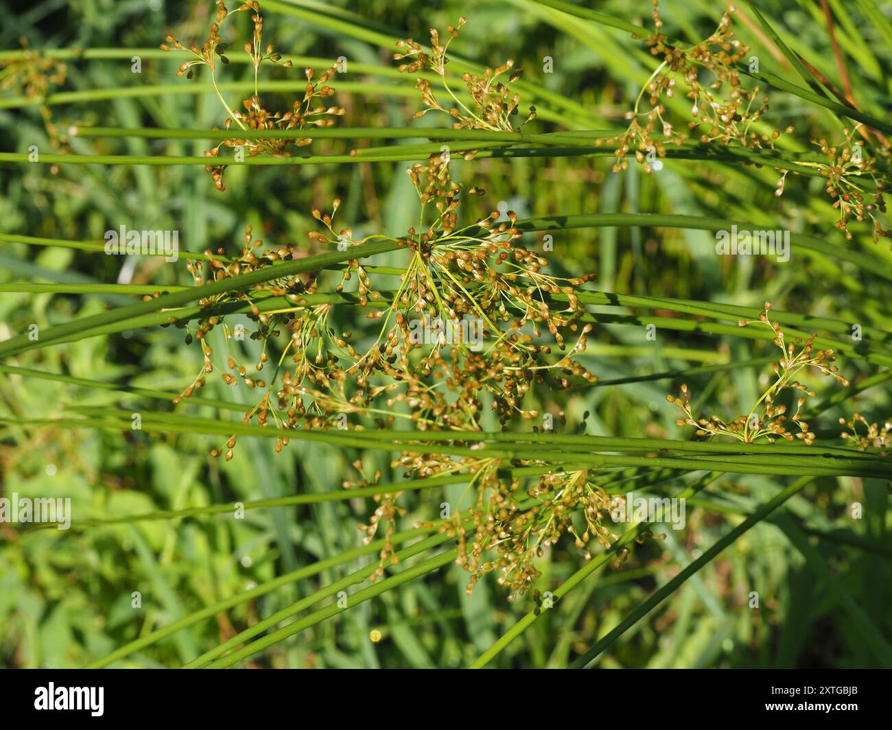 Soft Rush (Juncus effusus) Plantae Stock Photo - Alamy