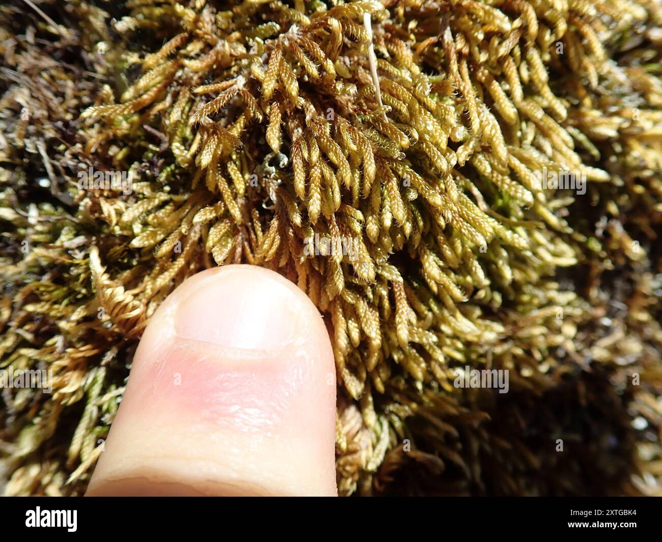 joint-toothed mosses (Bryopsida) Plantae Stock Photo - Alamy