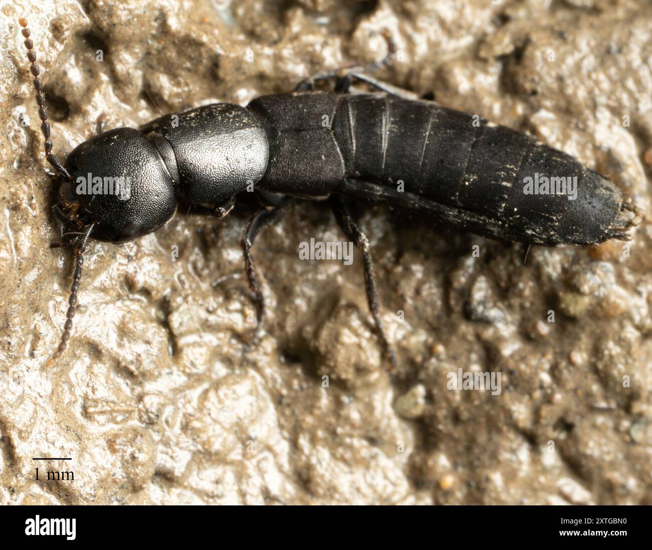 Ocypus nitens hi-res stock photography and images - Alamy