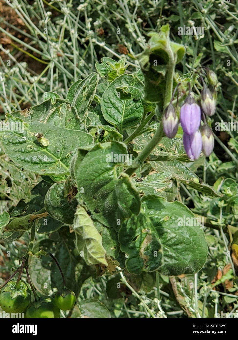 nightshades (Solanum) Plantae Stock Photo - Alamy