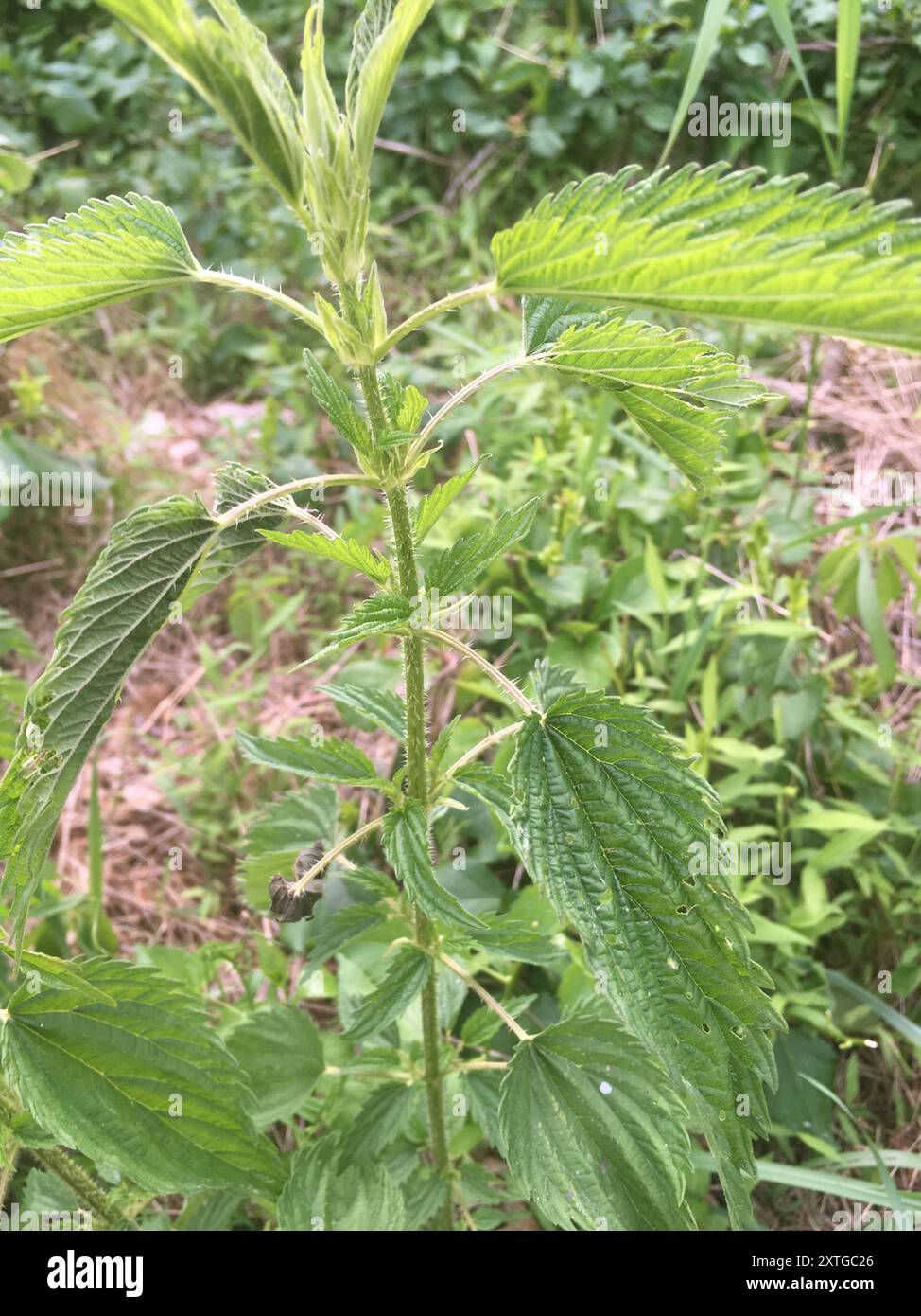 great stinging nettle (Urtica dioica) Plantae Stock Photo - Alamy