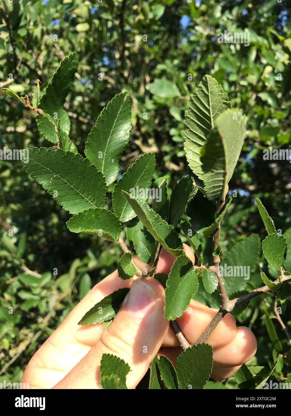 Cedar Elm (Ulmus crassifolia) Plantae Stock Photo - Alamy