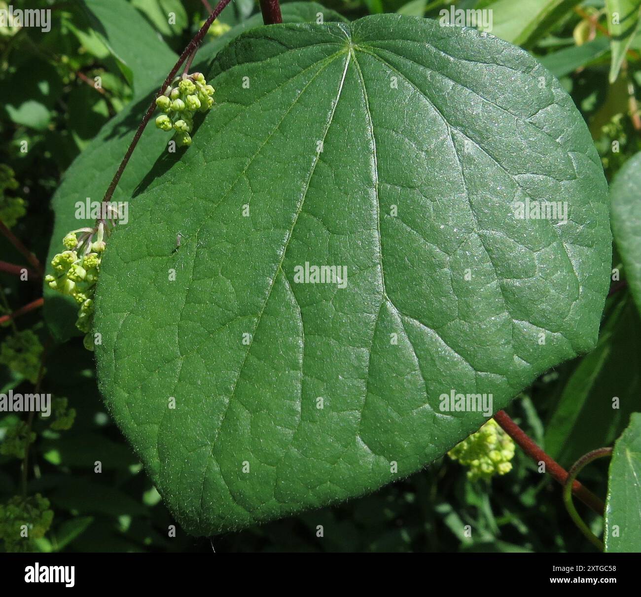 moonseed (Menispermum canadense) Plantae Stock Photo - Alamy