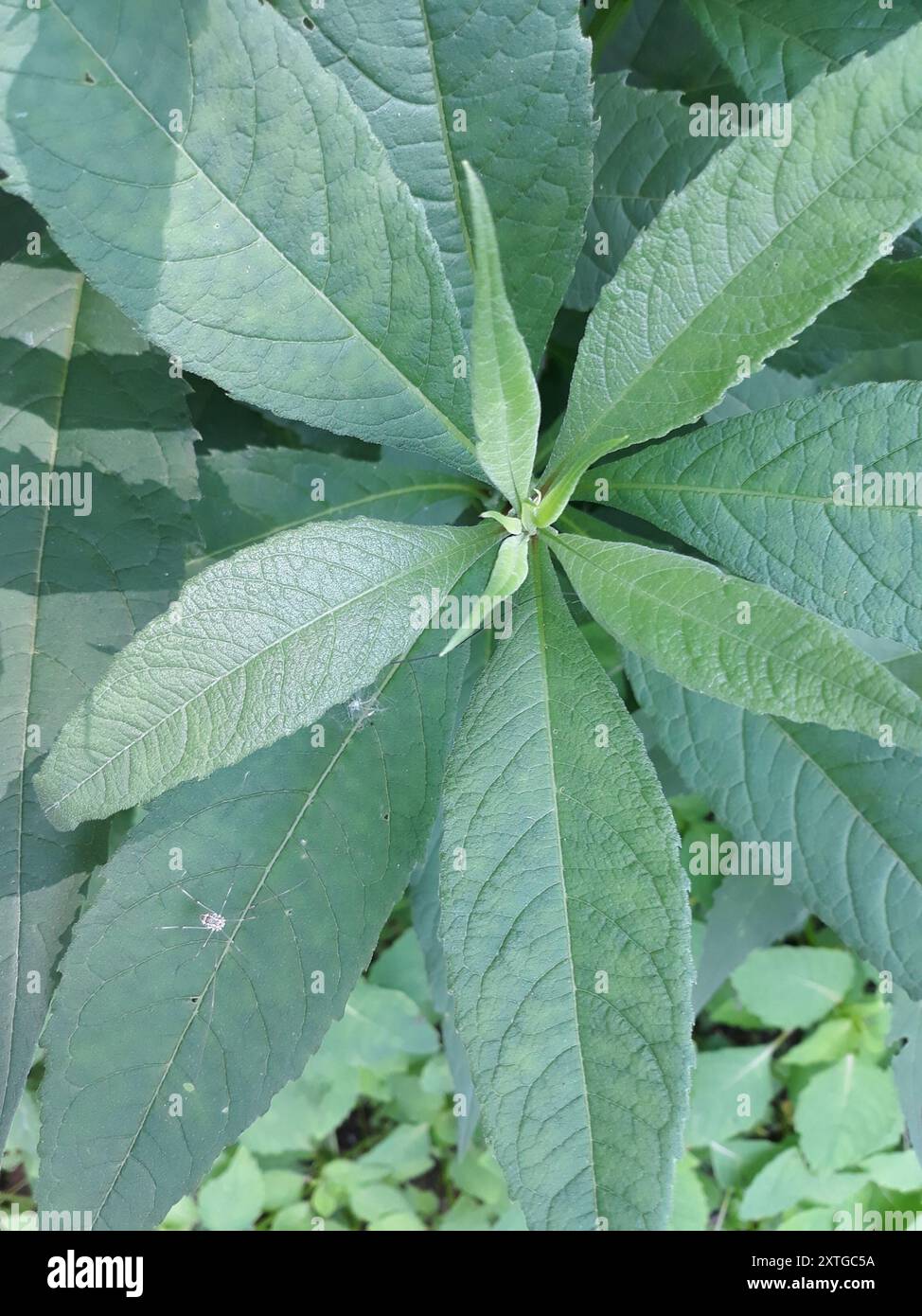 Wingstem (Verbesina alternifolia) Plantae Stock Photo - Alamy