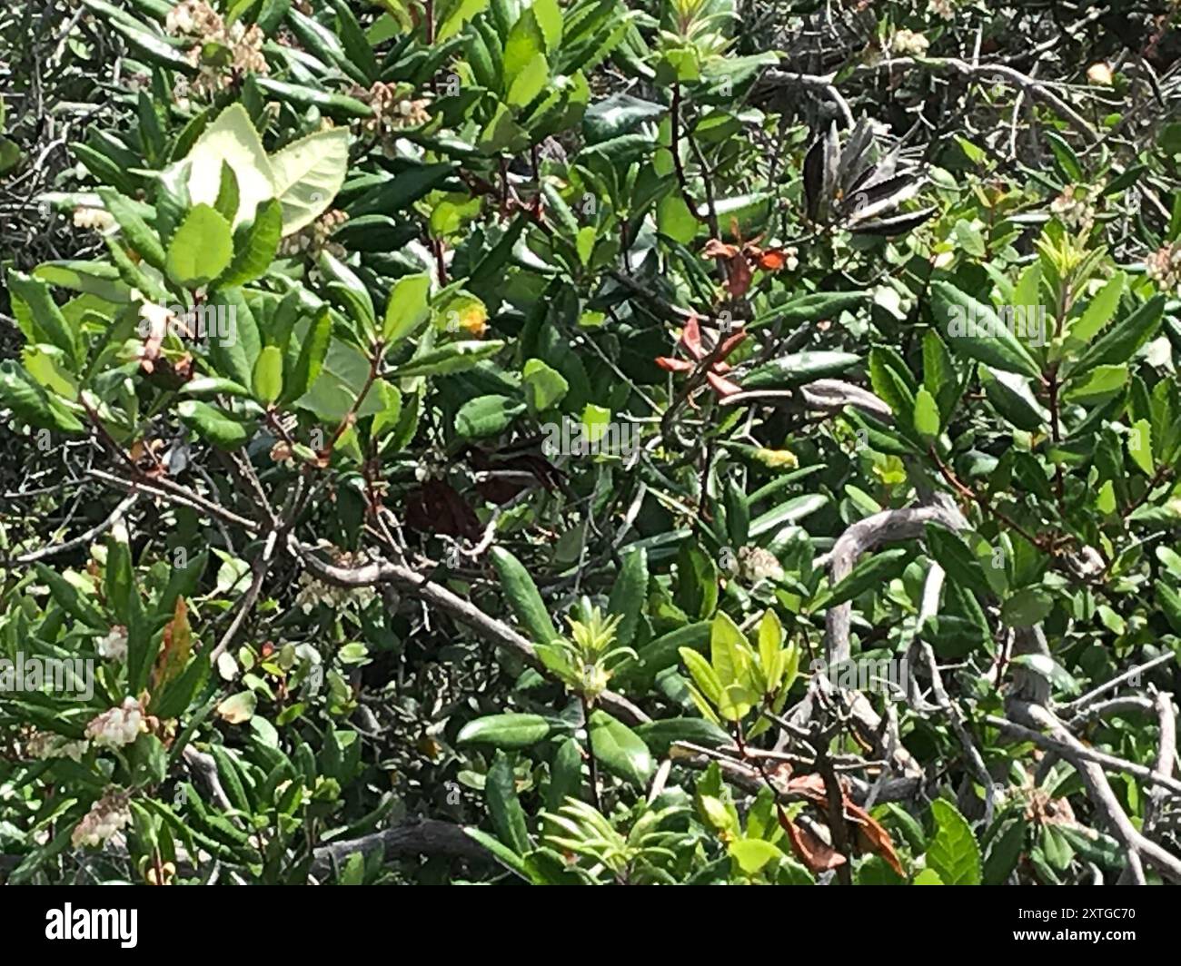 summer holly (Comarostaphylis diversifolia) Plantae Stock Photo - Alamy