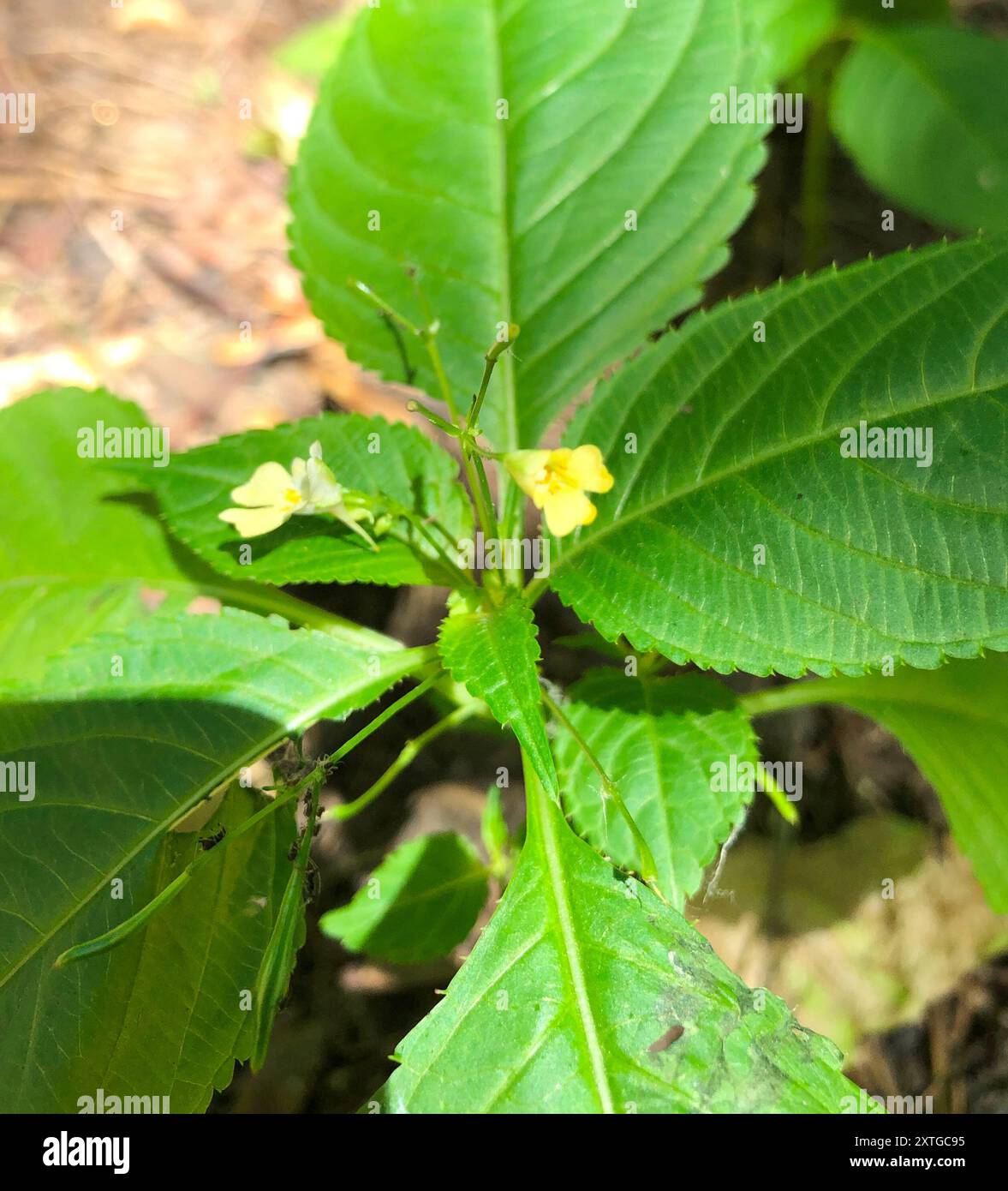small balsam (Impatiens parviflora) Plantae Stock Photo - Alamy